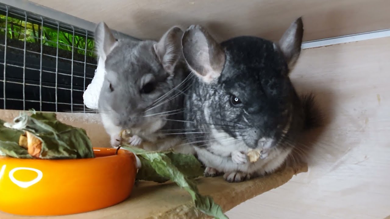 Cooking a cake for chinchillas - YouTube