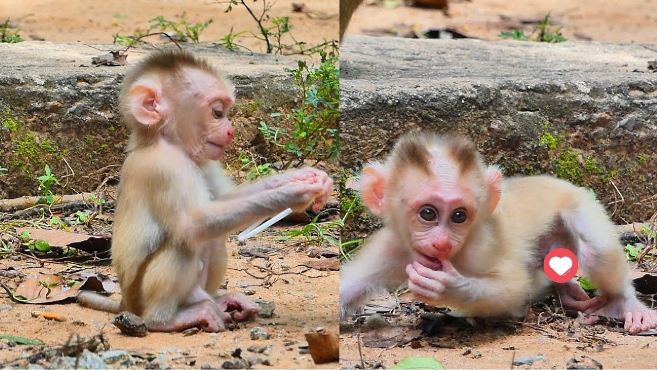 Want to Understand Monkey Emotions Better Watch This Now - YouTube