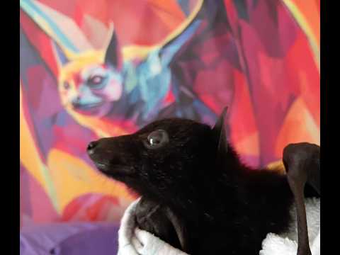 Even Overseas, You Can Help Protect Australia’s Flying Foxes❤️🦇❤️