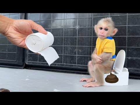 OMG! baby monkey Xuka has gotten used to using her own toilet!