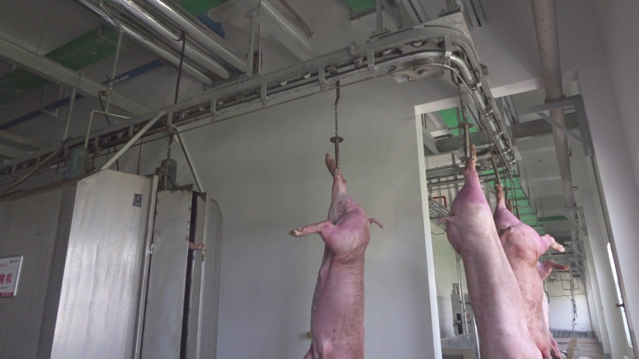 Pig washing machine - YouTube