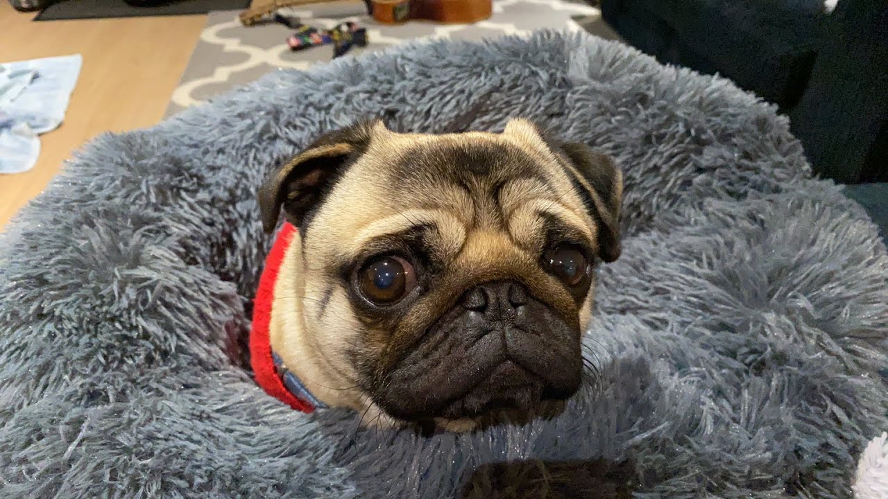 PUG SOUNDS ASMR - fail as Pangpang the Pug got camera shy (YouTube Live ...