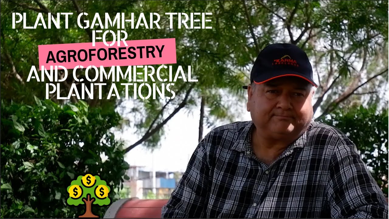 Plant Gamhar tree for Agroforestry and commercial plantations - YouTube