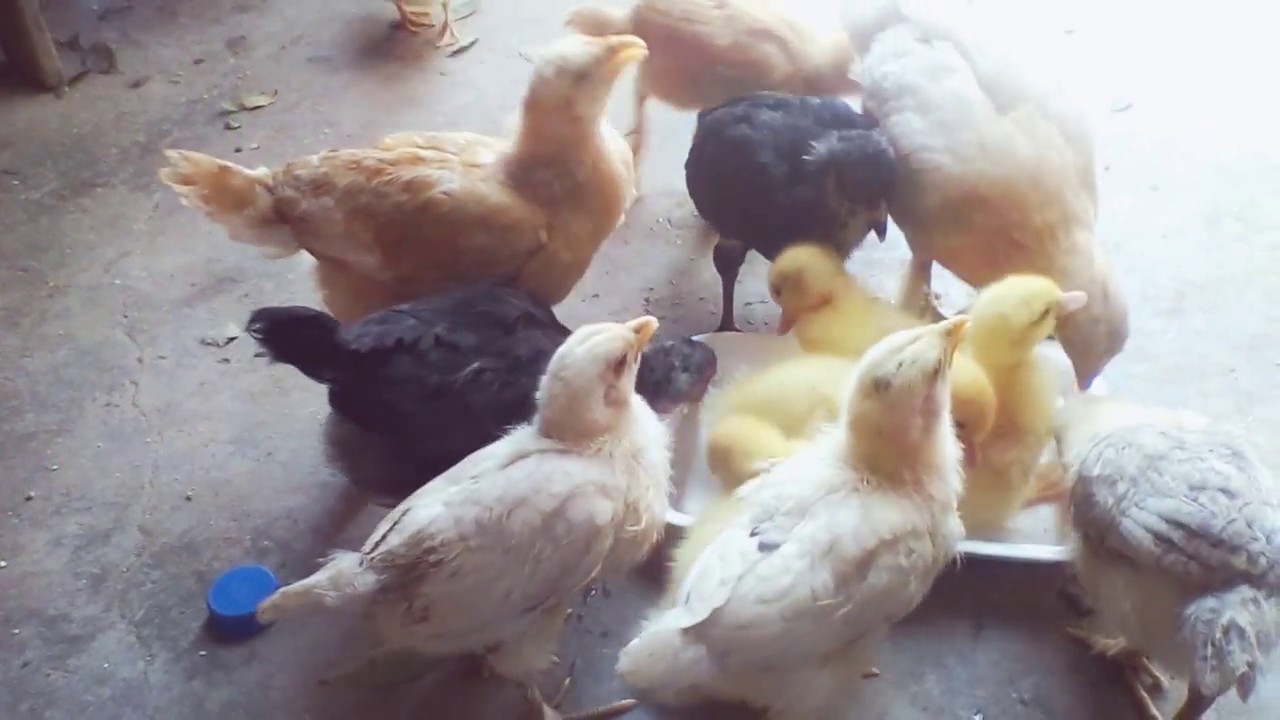 Patitos y pollitos bebés - YouTube