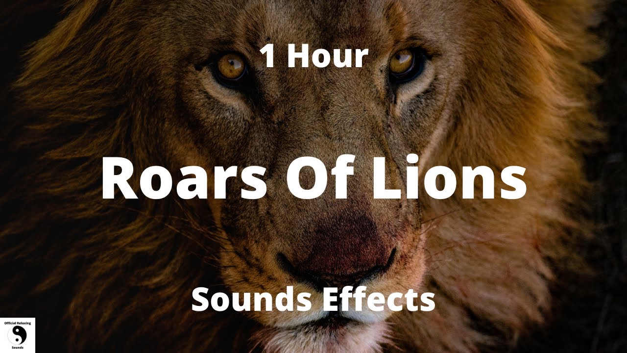 Roars of Lions Sounds Effects - Nature Sounds - Beautiful Lion ...