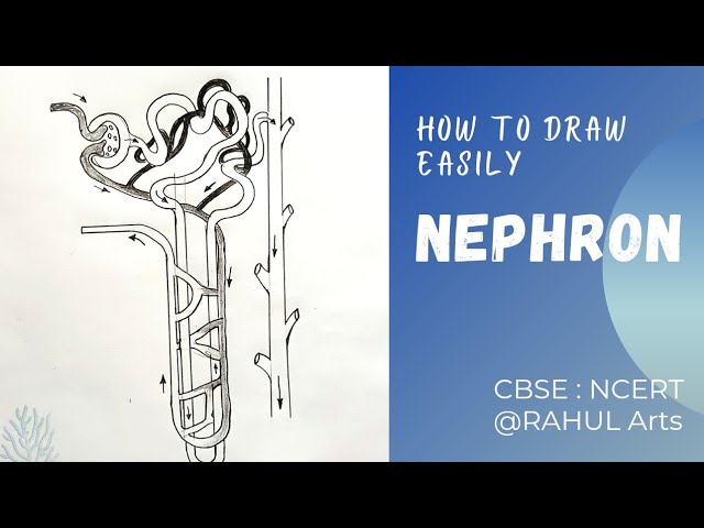 Structure Of Nephron Cl 10 Easy Diagram Ncert - Infoupdate.org