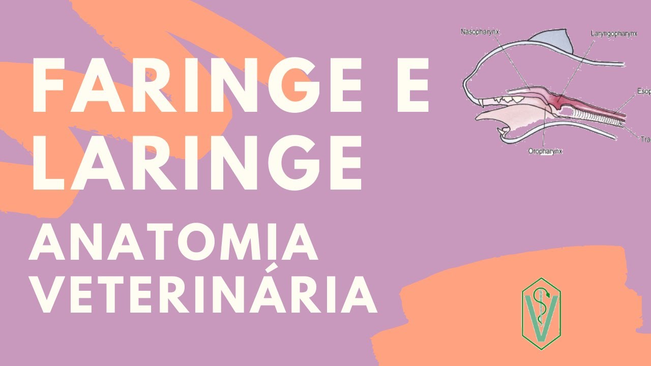 FARINGE (Nasofaringe /Orofaringe/Laringofaringe) e LARINGE - Anatomia ...