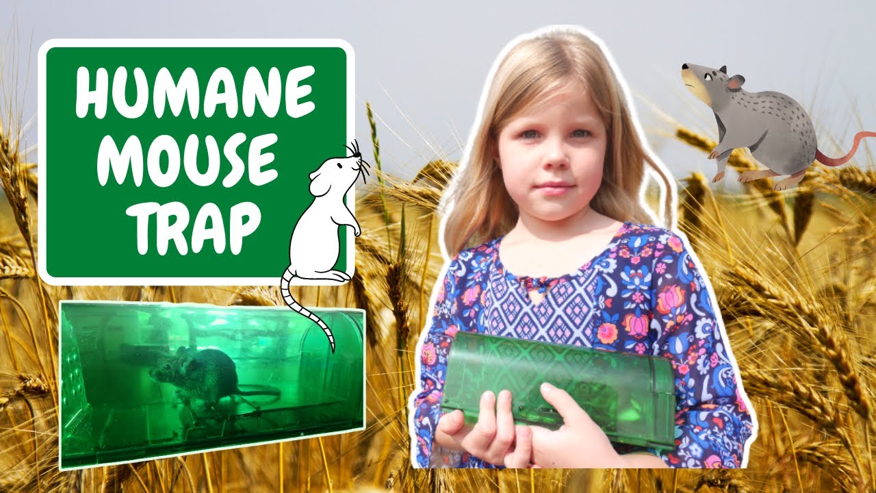 Humane Mouse Trap | How to catch a mouse alive | No kill mouse trap ...
