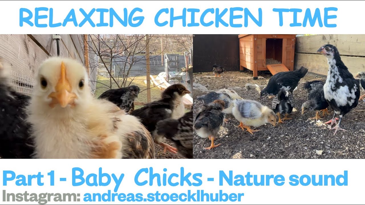 Relaxing chicken time 1 - Baby chicks for kids or to relax (one hour ...