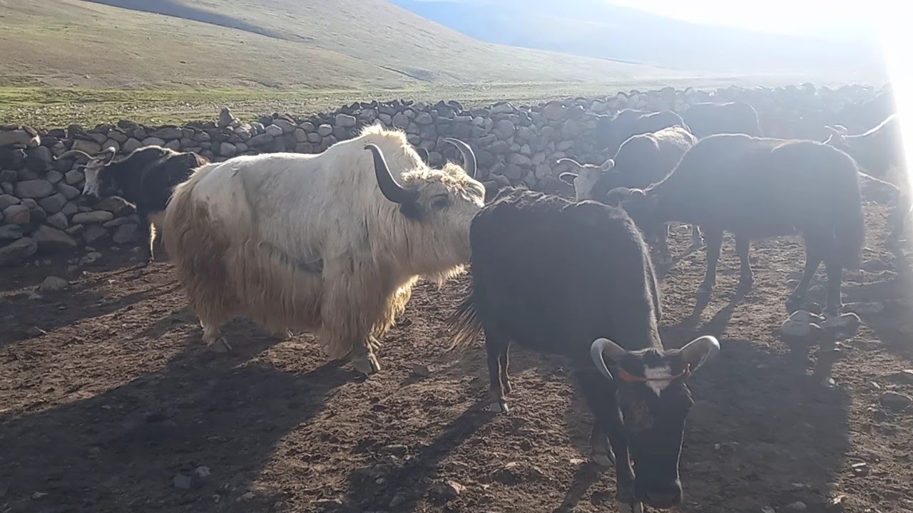 Amazing yak meeting cow must watch || Animals Earth || - YouTube