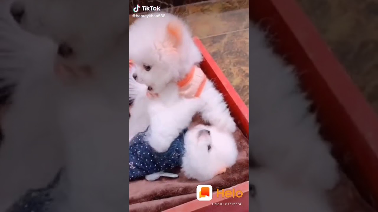 Doge Videos No.1 - YouTube