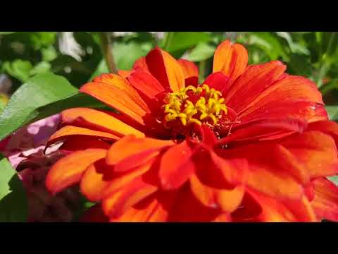Vibrant Zinnia Flowers