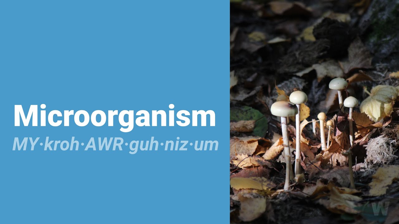 How to Pronounce Microorganism - YouTube