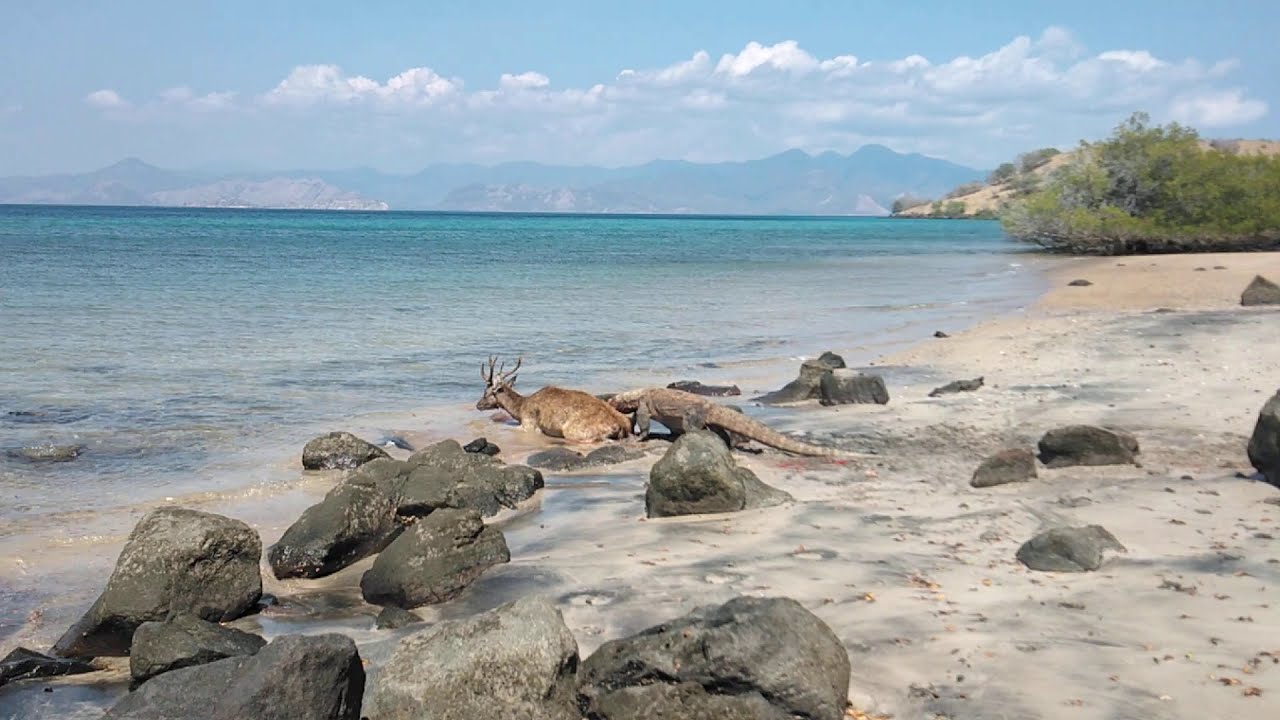 Komodo Menerkam Rusa !!! - YouTube