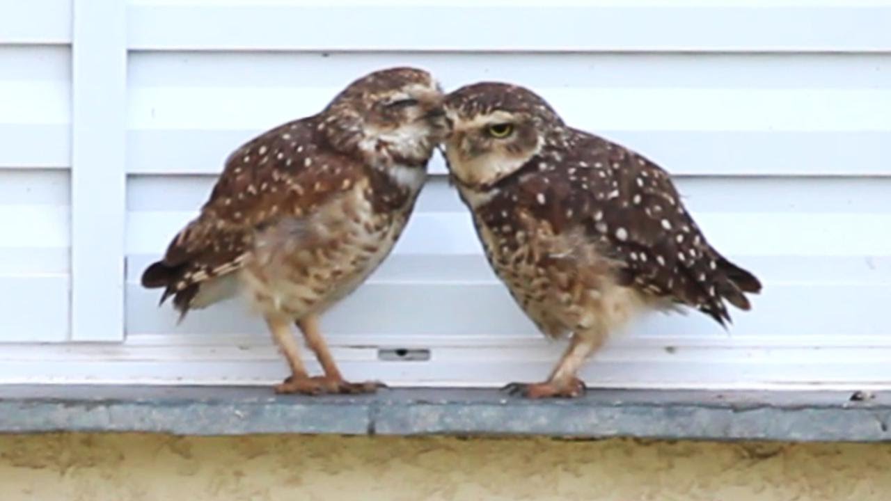 Cute Burrowing-Owl couple | Casal de coruja-buraqueira - YouTube