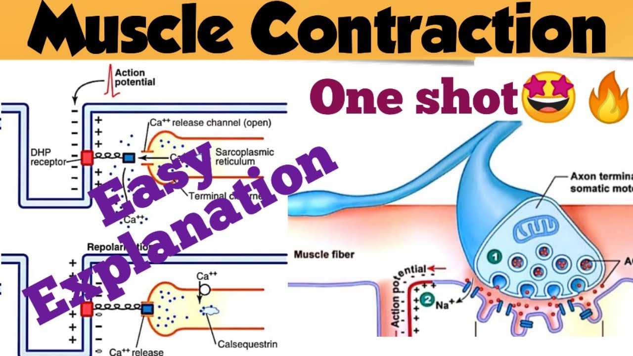 Mechanism of Muscle Contraction in detail#humanphysiology #notes - YouTube