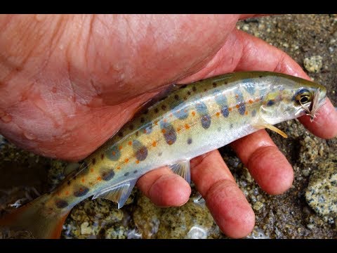 First Time Fly Fishing in Japan. Amago and Iwana. - YouTube