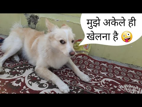 Guddi को अकेले ही खेलना है 🤪 | Cute Puppy | Baby Dog | Funny Puppy ...