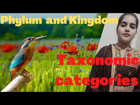 Phylum and Kingdom| taxonomic categories| The living world class-11 ...