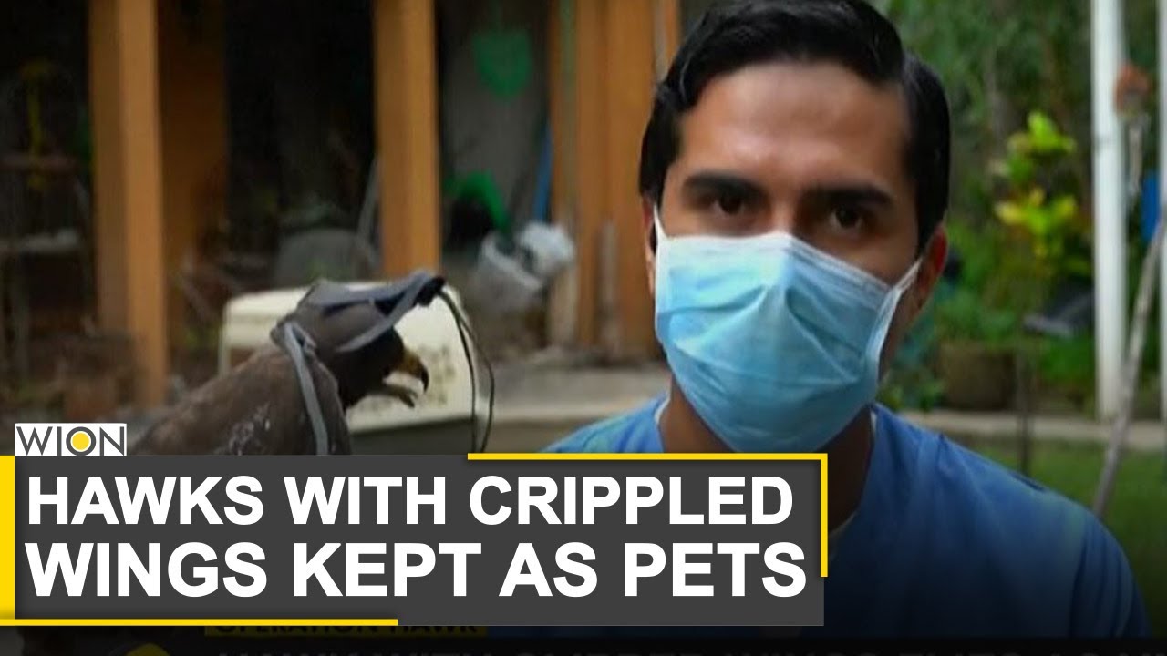Operation Hawk | Artificial wings help hawk fly again | WION News - YouTube