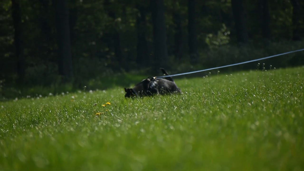German Shepherd Tracking - YouTube