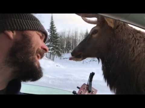 Moose Dance - YouTube