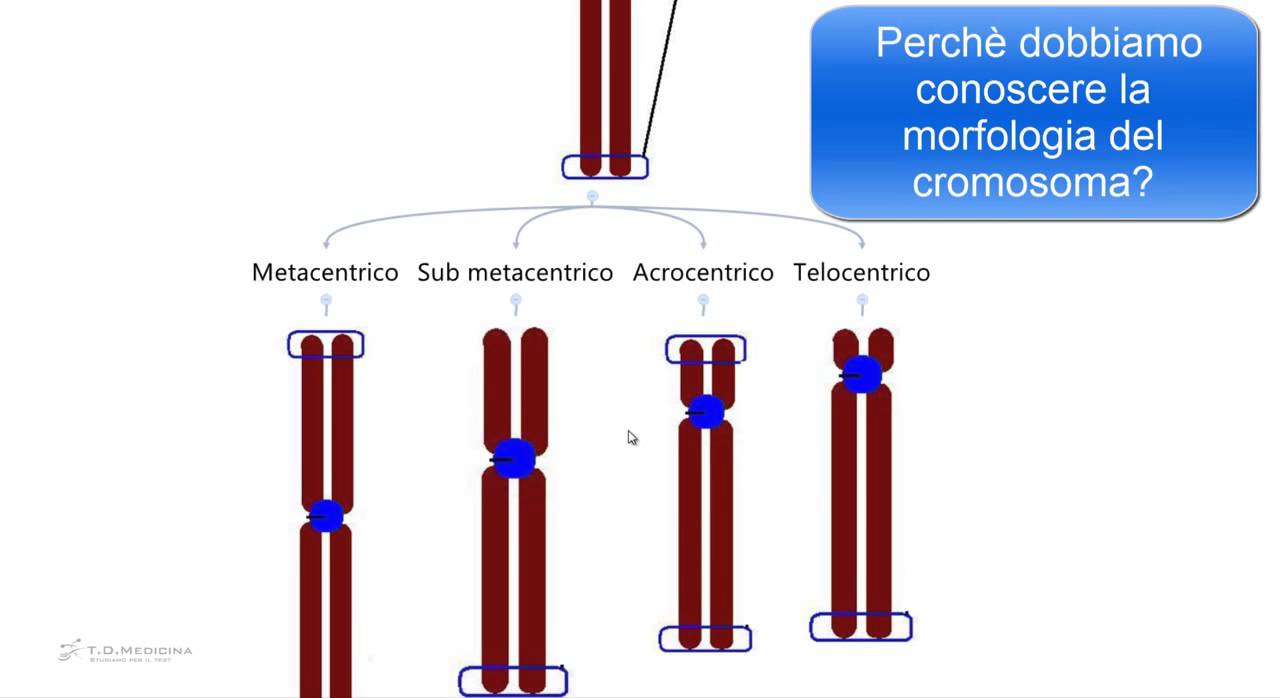 Caratteristiche dei cromosomi. Centromero e cariotipo - YouTube