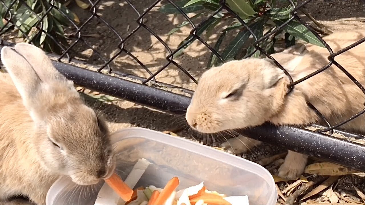 [Cute] Love the little dumb rabbit - YouTube