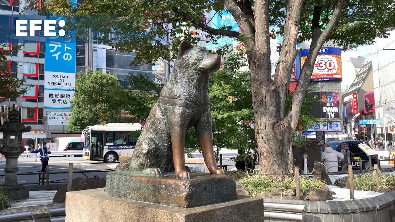 Hachiko: 100 años esperando a su dueño en la estación de tren de ...