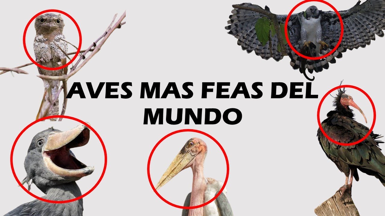 ¡SORPRENDENTE! Las 5 aves mas feas del mundo - YouTube