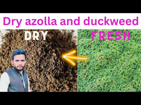 Dry azolla and duckweed free feed for chicken - YouTube