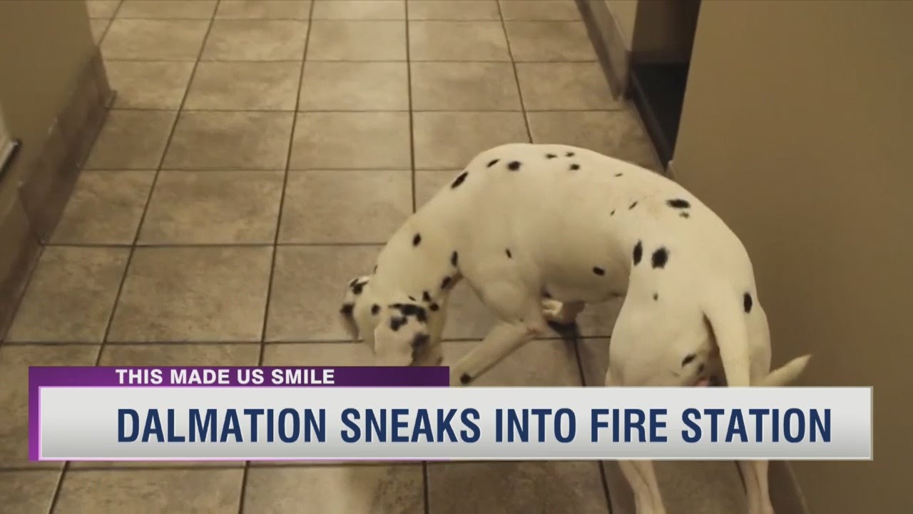 Dalmation Sneaks Into Fire Station - YouTube