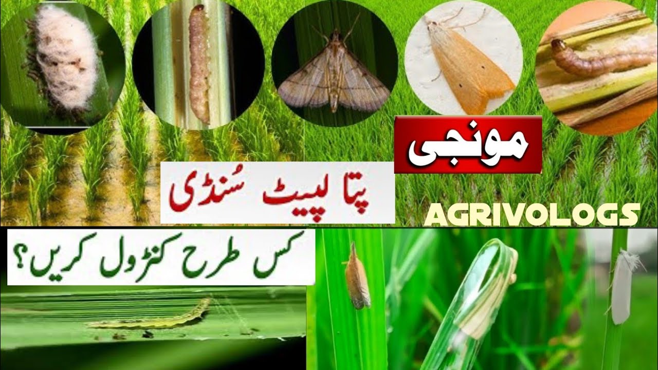 How to control Patta lapait sundi in Rice 🌾 // visit agrivologs - YouTube