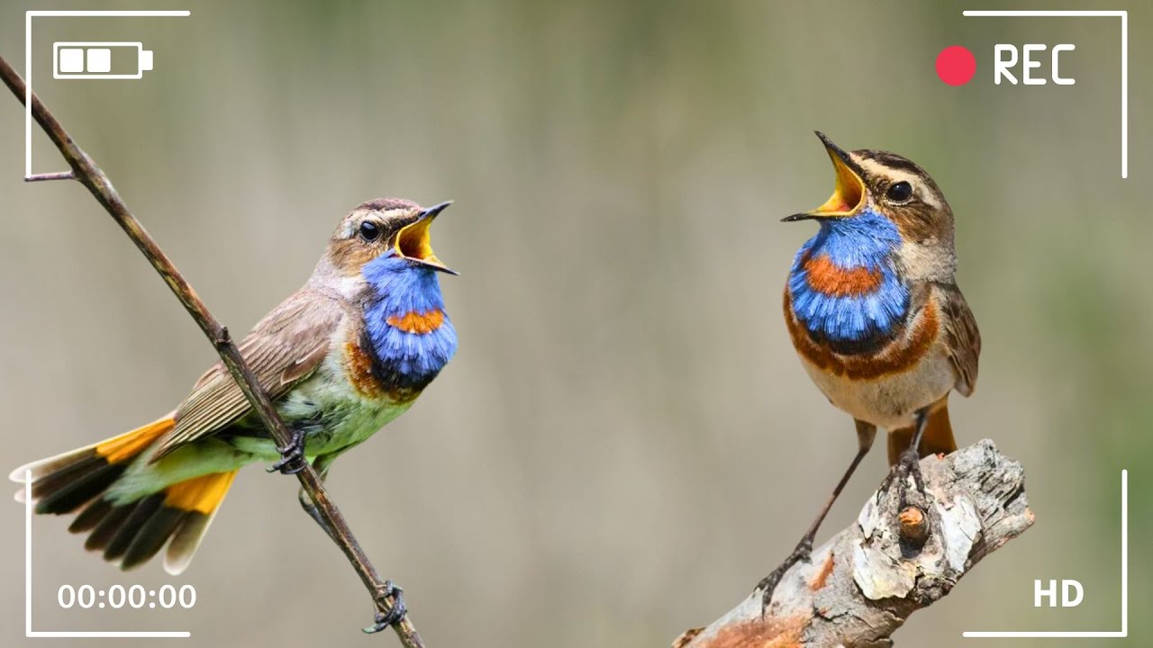 Beautiful Birds Singing - Relaxing Bird Sounds, Instant Relief from ...