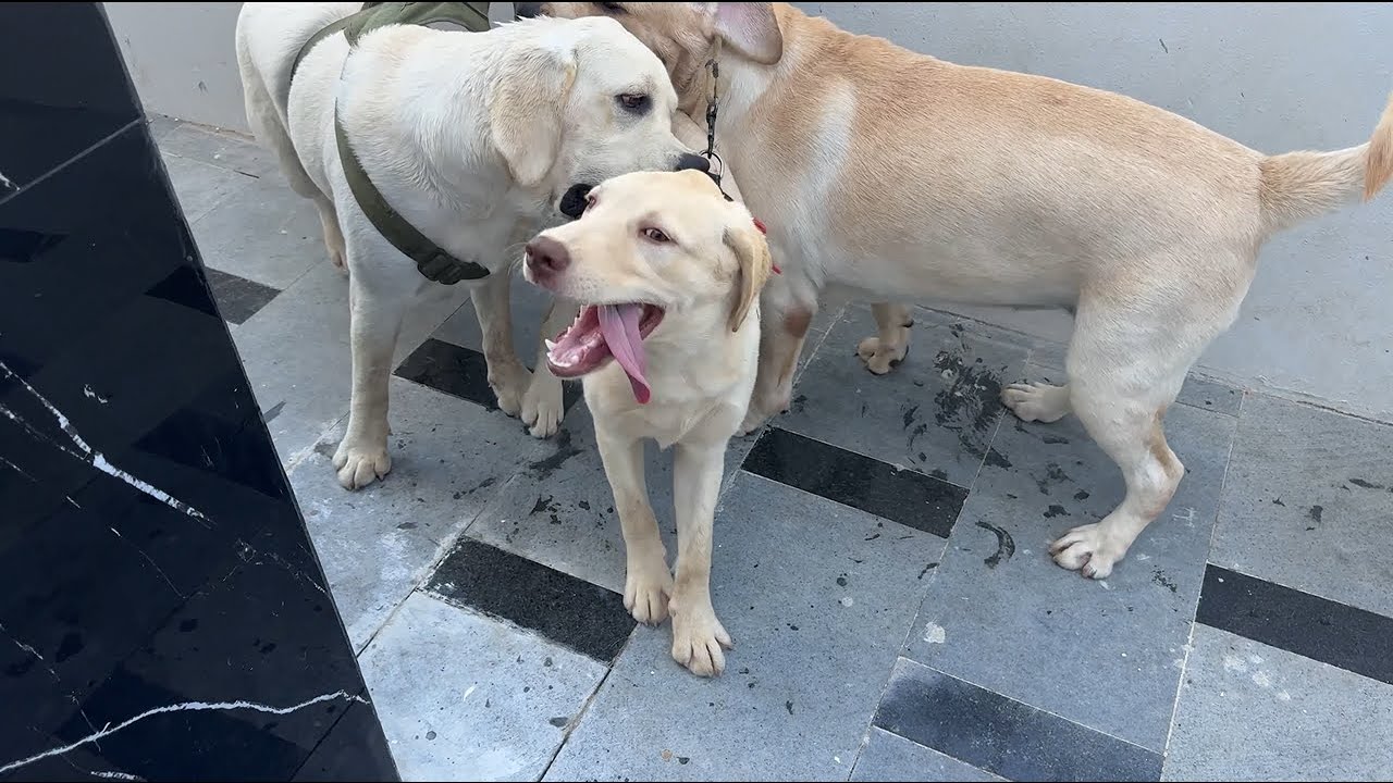Dog of Cool | Labrador Retriever Pet at Home Life Family - YouTube