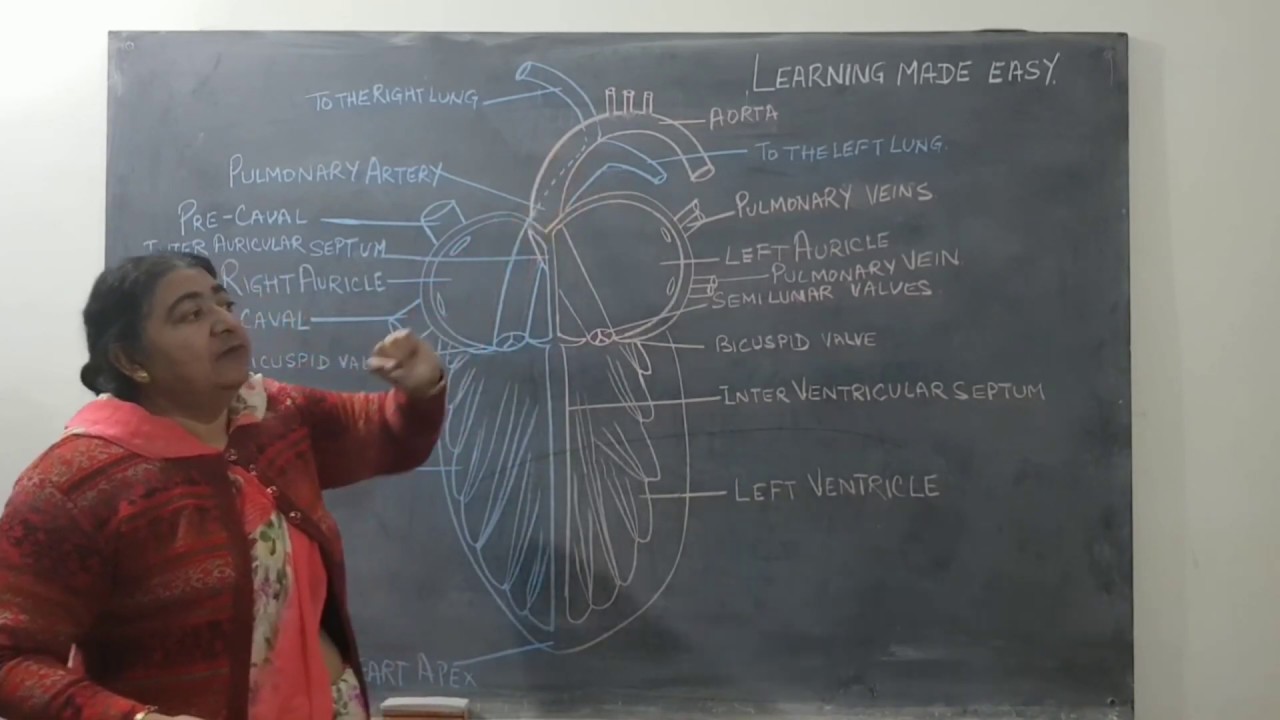 Working Of Human HEART Step By Step and Diagram in English part~1 - YouTube