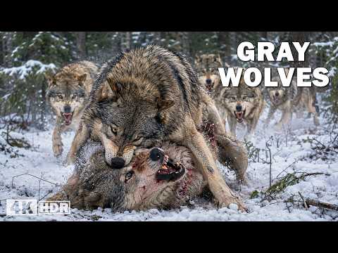 GRAY WOLVES | Nature’s Deadliest Pack Hunters | Nature Animal Documentary