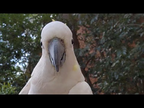 A birby welcoming - YouTube
