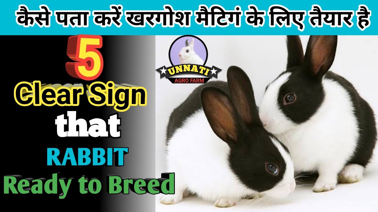 खरगोश heat पर है कैसे पता करें ll How to Know Rabbit in Heat & ready to ...