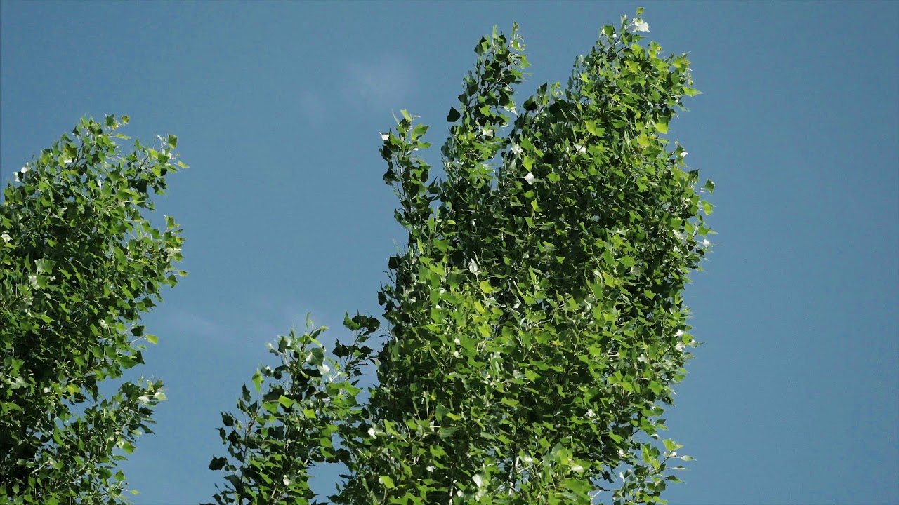 Still Life - Trees 01 - YouTube