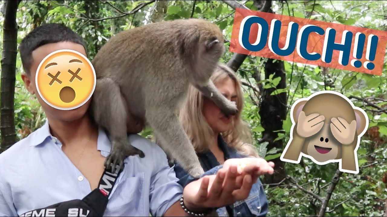 MONKEY ACCIDENT IN BALI | Rei & Migy - YouTube