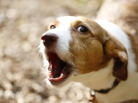 Dog barking sound compilation (try not to laugh) :D - YouTube