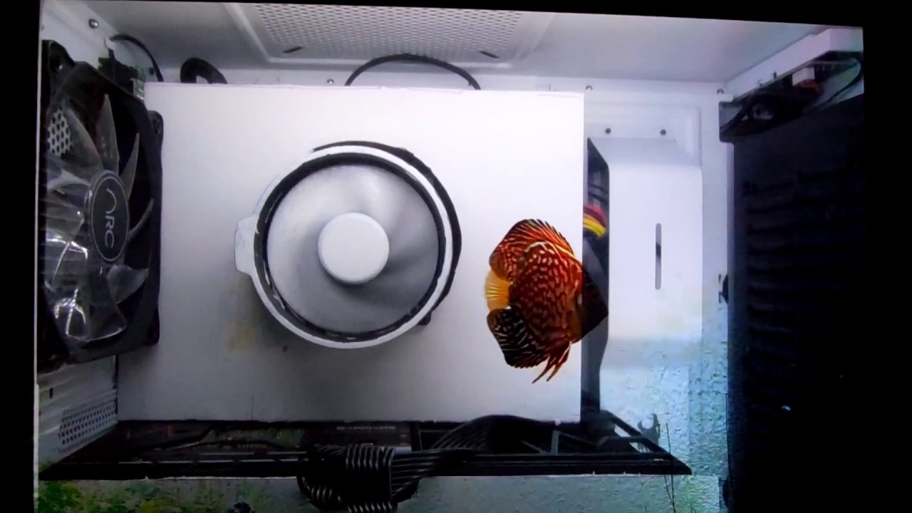 Snowblind Element w/ Clear Fish Aquarium - YouTube