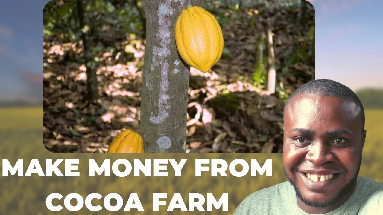 If You Don't Have Cocoa Farm You Can Make Money from Cocoa Farm - YouTube