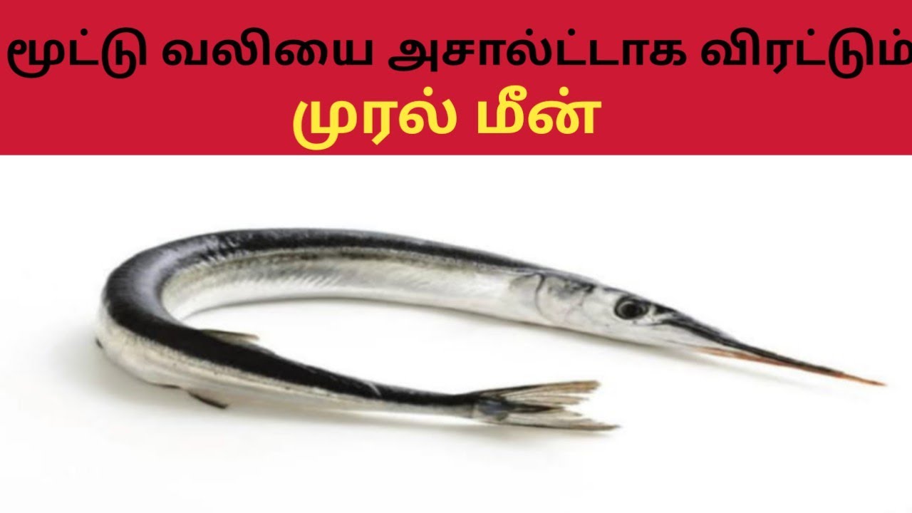 மூட்டு வலியை விரட்டும் முரல் மீன்/Health Benefits of Mural Fish/Mural ...