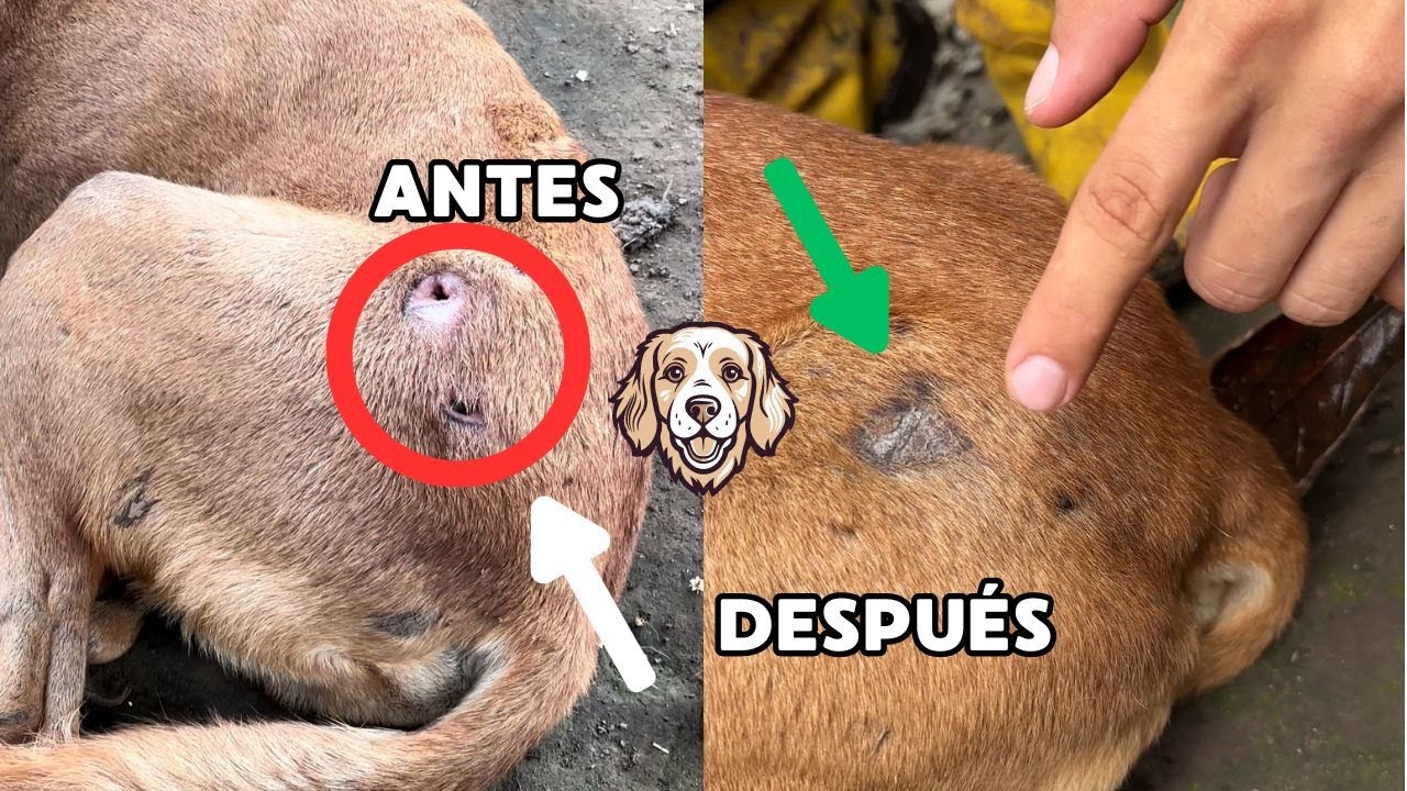 ¿Cómo Sigue el PERRO? Segunda Parte: Miasis Canina 🐶 - YouTube