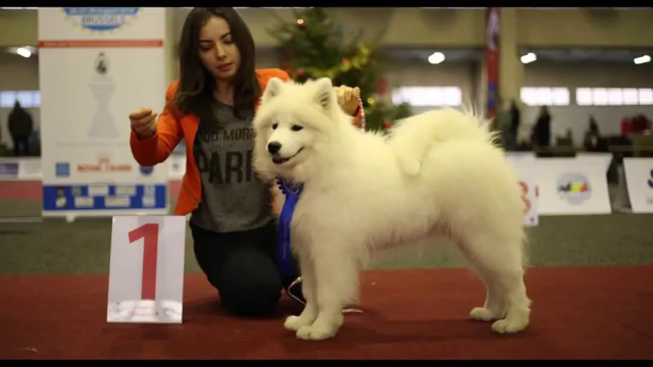 Lexie's first dog show - YouTube