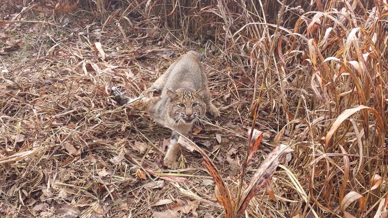 Kentucky bobcat trapping - YouTube
