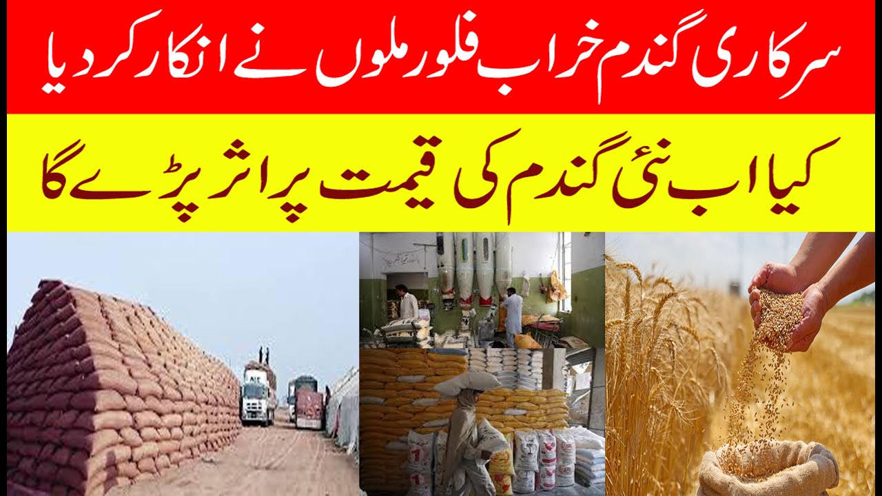 Big news: Government wheat goes bad, flour mills refuse | Will the ...