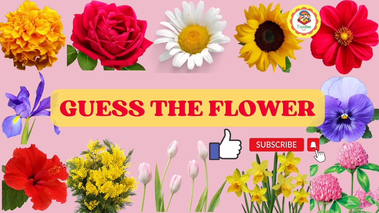 GUESS THE FLOWER | FLOWER NAMES IN ENGLISH WITH IMAGES | FLOWER NAMES ...